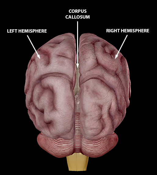 Corpus Callosum Diagram